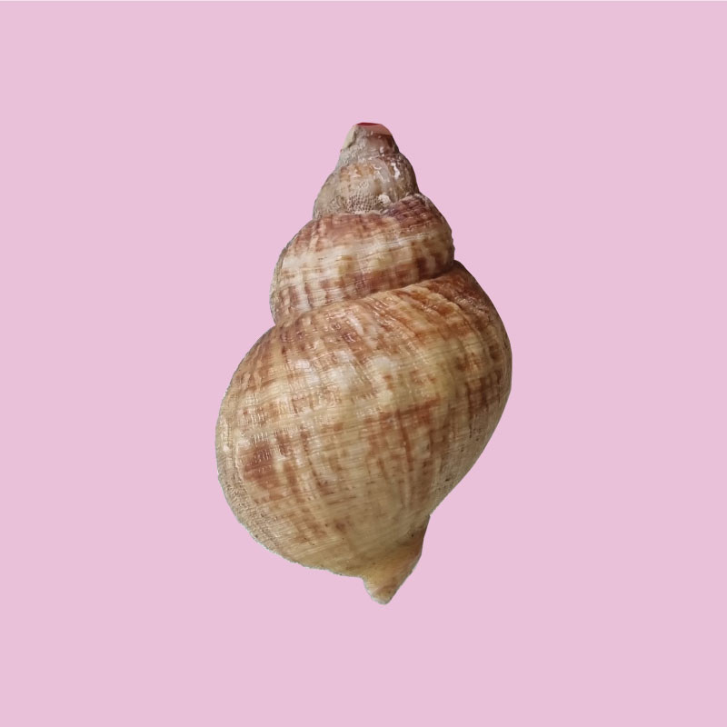 Bulots : cuisines maison recette speciale coquillage Marseille