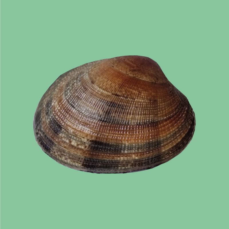 Palourdes sauvages : vente coquillage sur place pu à emporter Marseille