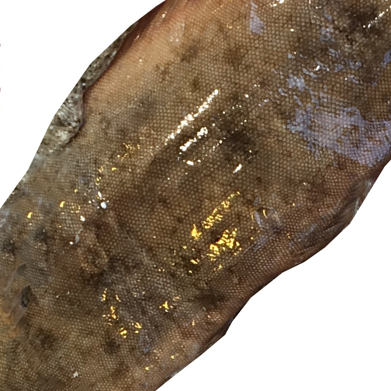 Sole fraîches pêchées en Méditerranée chez Pierrot Coquillages à Marseille