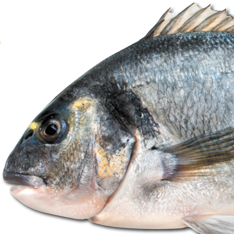 Daurade Royale de Méditerranée chez Pierrot Coquillages à Marseille