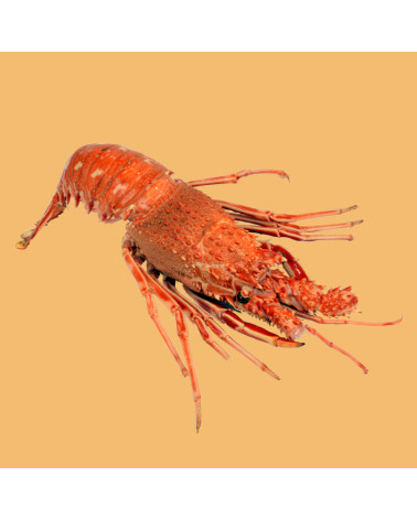 Langoustes et demi langoustes : vente crustacés cuits à l'eau de mer